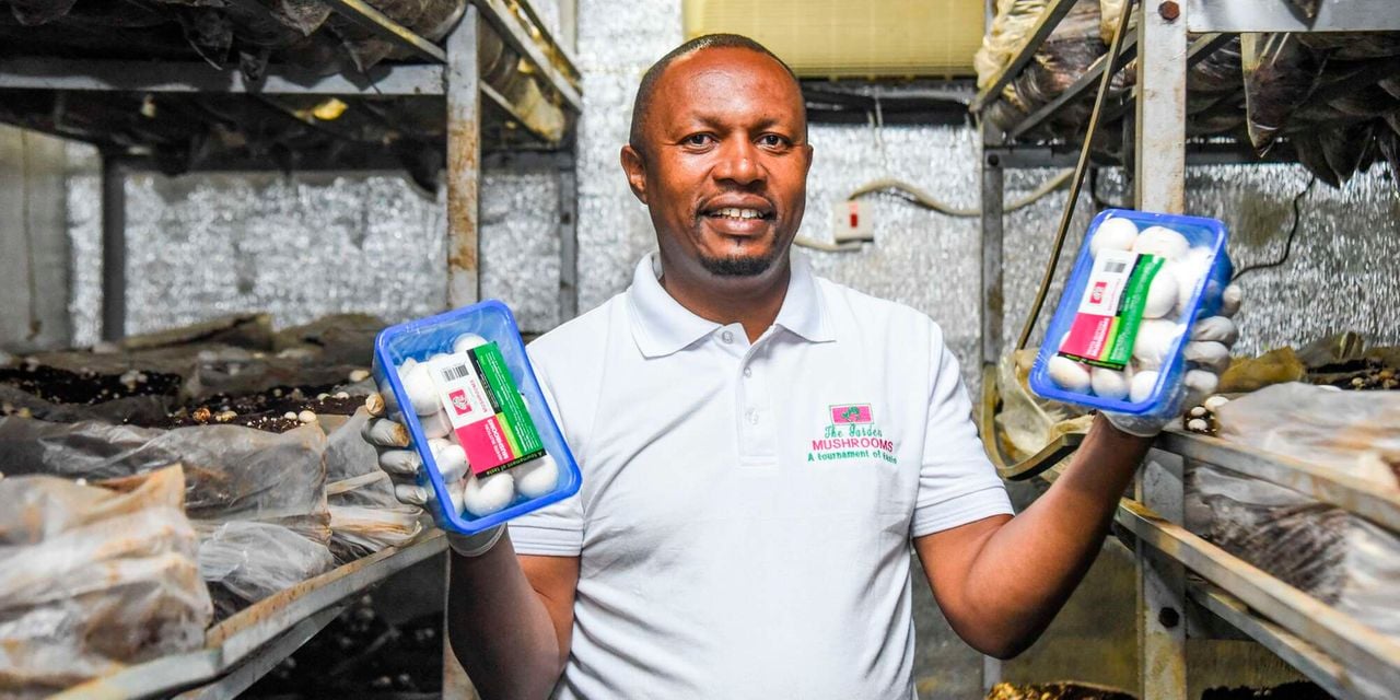 Farmer finally reaps success in mushroom - Business Daily