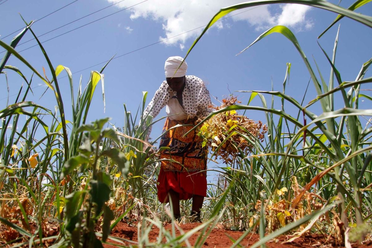 Supporting smallholder farmers in the agricultural value chain ...