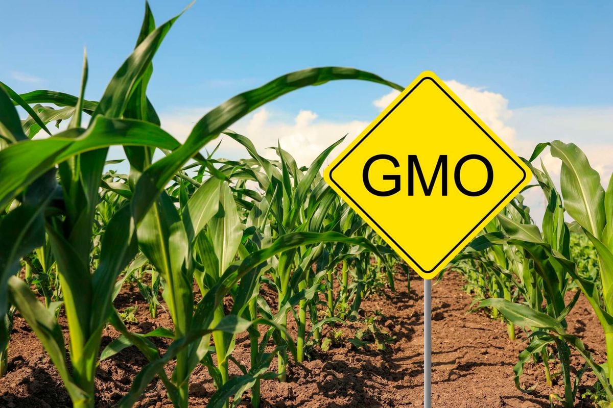 Agency rolls out GMO crops’ trials across the country after court nod - Business Daily