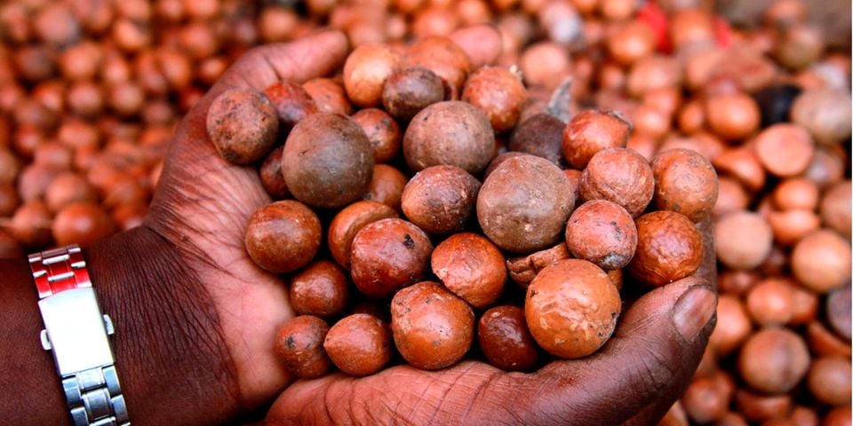 Blow to macadamia farmers as State walks back on exports pledge ...