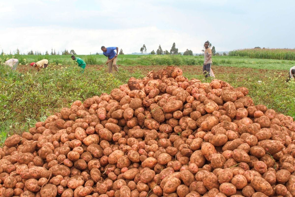 Kenyan agritech startup Farm to Feed raises Sh194m growth capital ...
