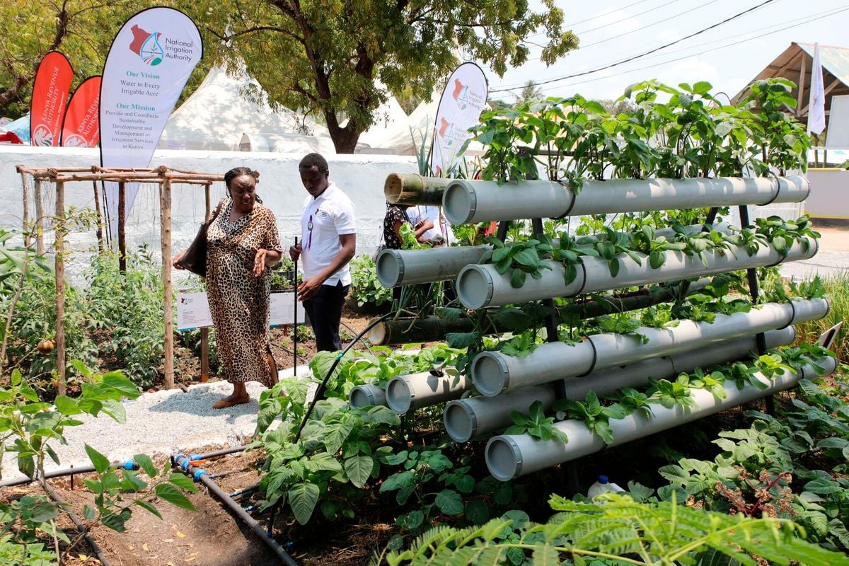 Financing agri-SMEs can boost Kenya’s agricultural production ...