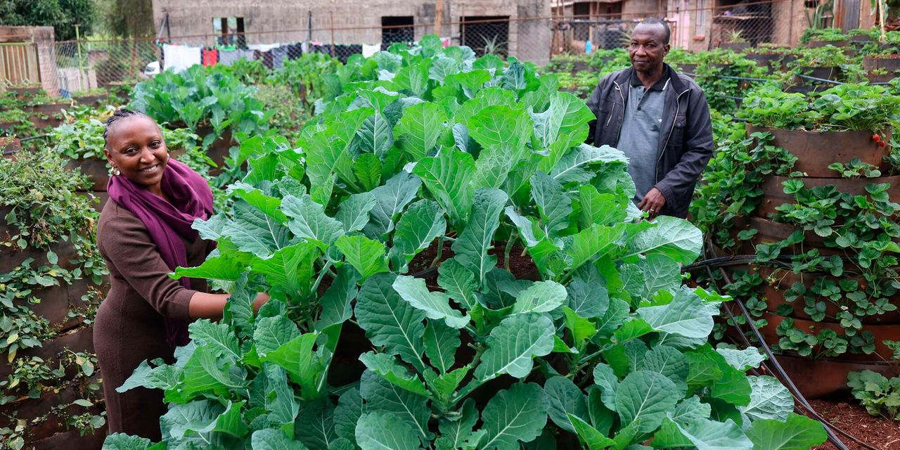 A backyard experiment blossoms into thriving agribusiness - Business Daily