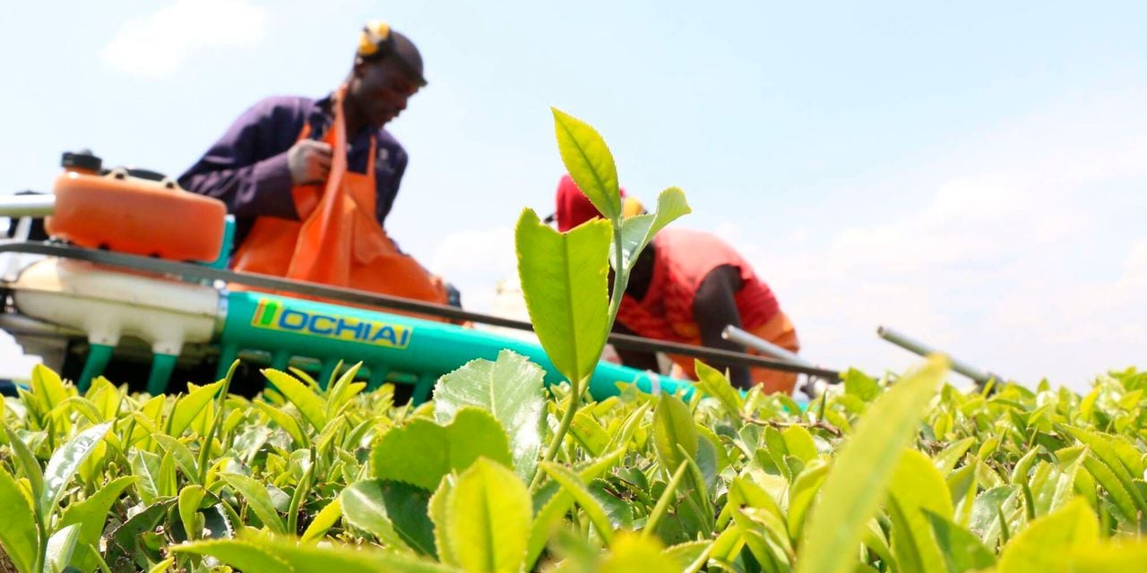 Rwanda, Burundi tea hardest hit by Mombasa auction price drop ...