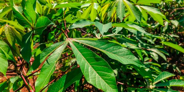 Kenya set for mass rollout of GM cassava in 18 counties - Business Daily