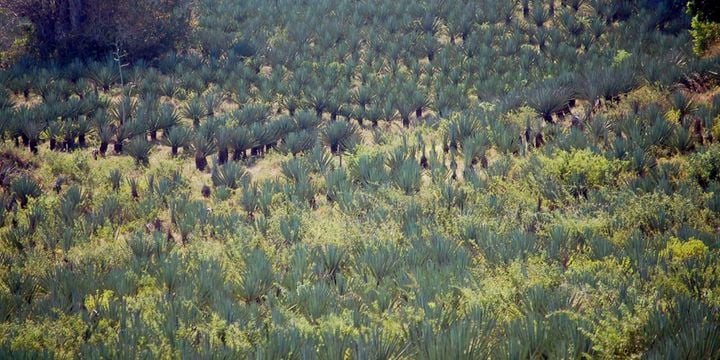 Big win for Centum unit in land fight with Vipingo residents - Business ...