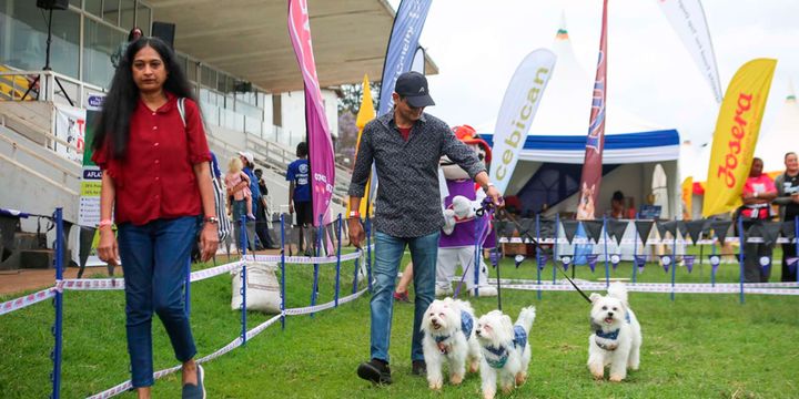 Shaggy at ‘Pawchella’: When dogs put their best paws forward - Business ...