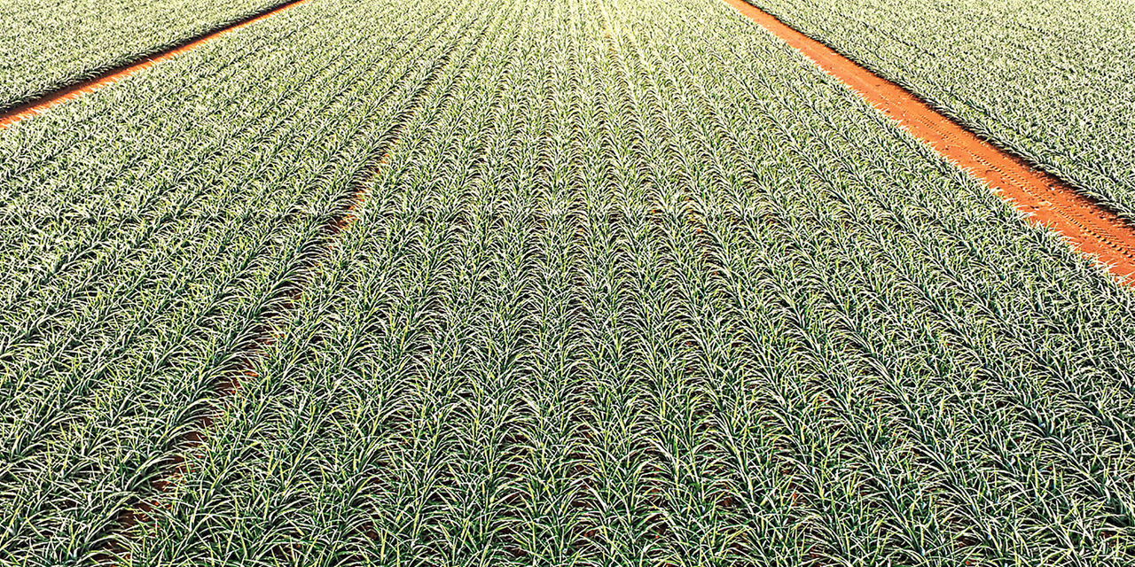 Del Monte Kenya at 60: A Legacy of Growth, Excellence and Empowerment ...